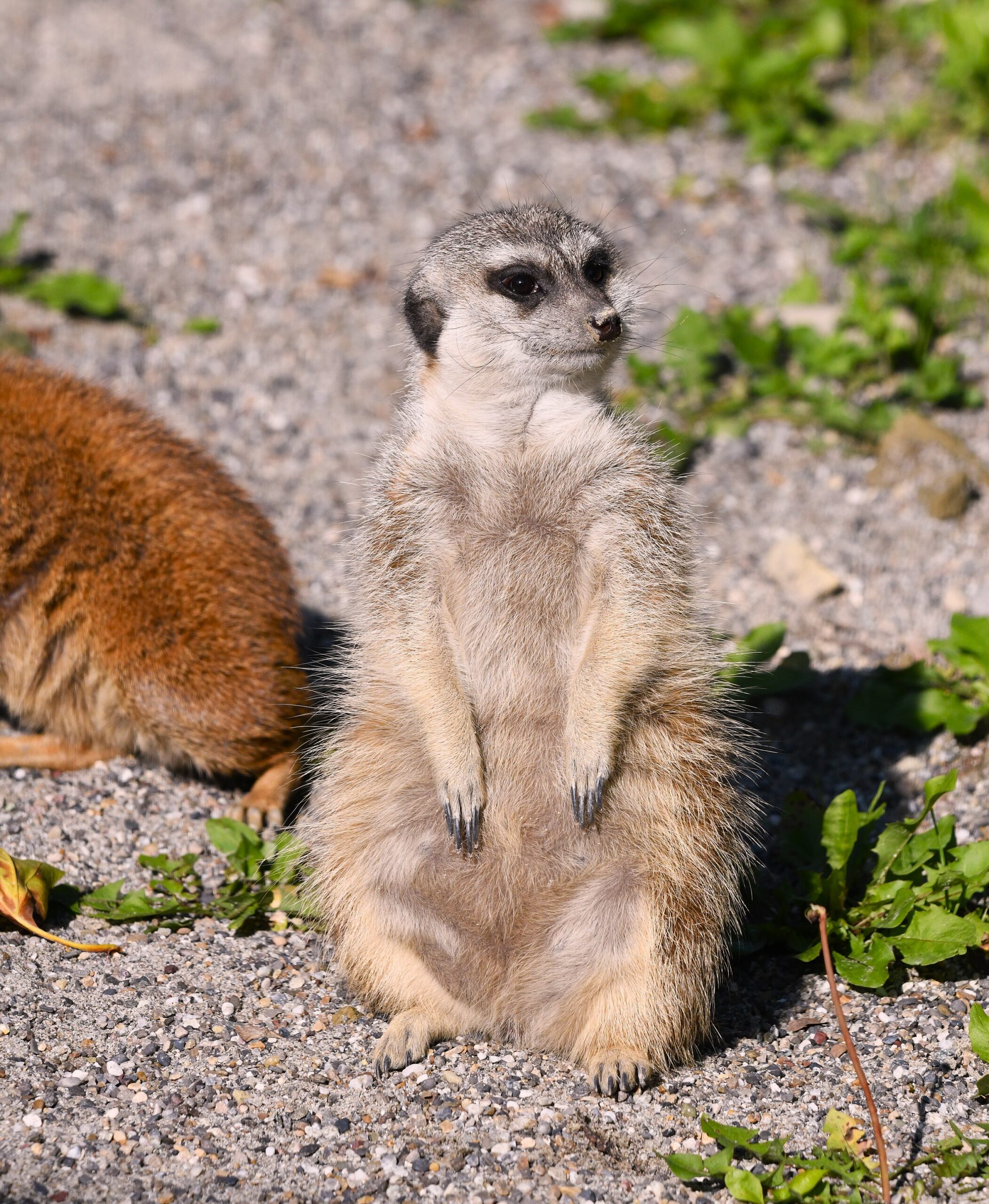 Toni's Zoo bei Luzern – Tiere & Zoo Restaurant