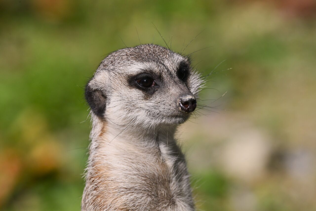 Toni's Zoo bei Luzern – Tiere & Zoo Restaurant